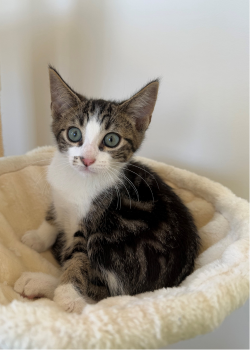 Animals for Adoption Bathurst Regional Council