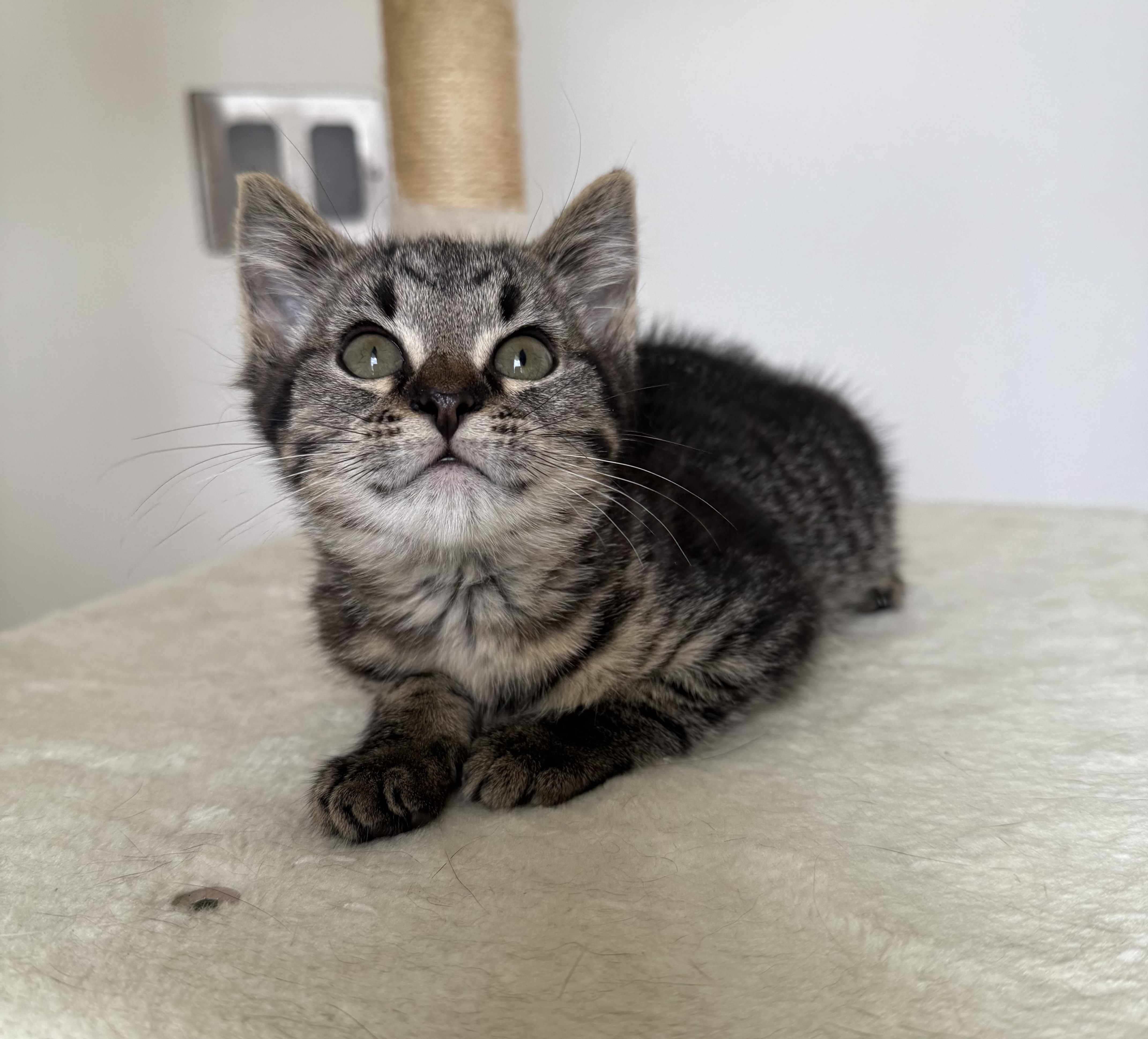 Animals for Adoption Bathurst Regional Council